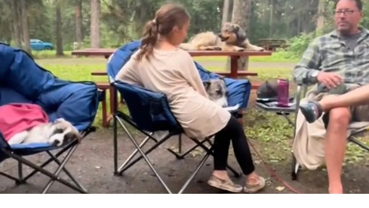 Une famille part camper avec son chien et revient avec 2 compagnons ...