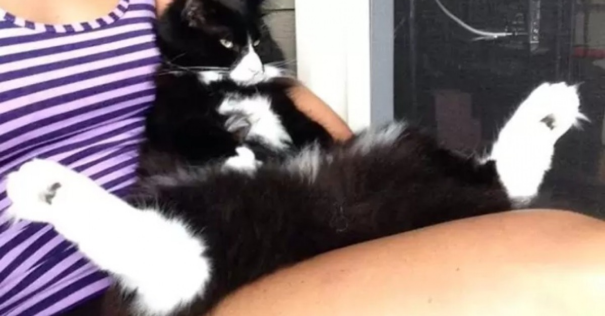 10 photos de chats drôles et adorables malgré eux