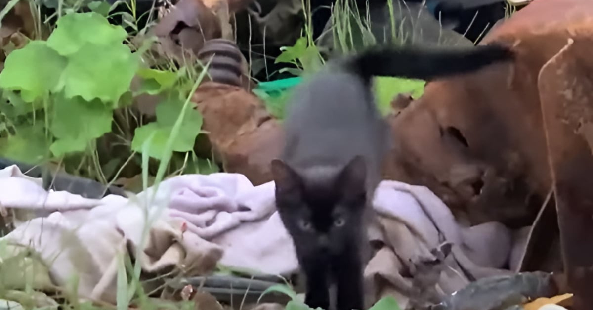 Abandonné dans une décharge, un chaton miaule au secours et accourt ...