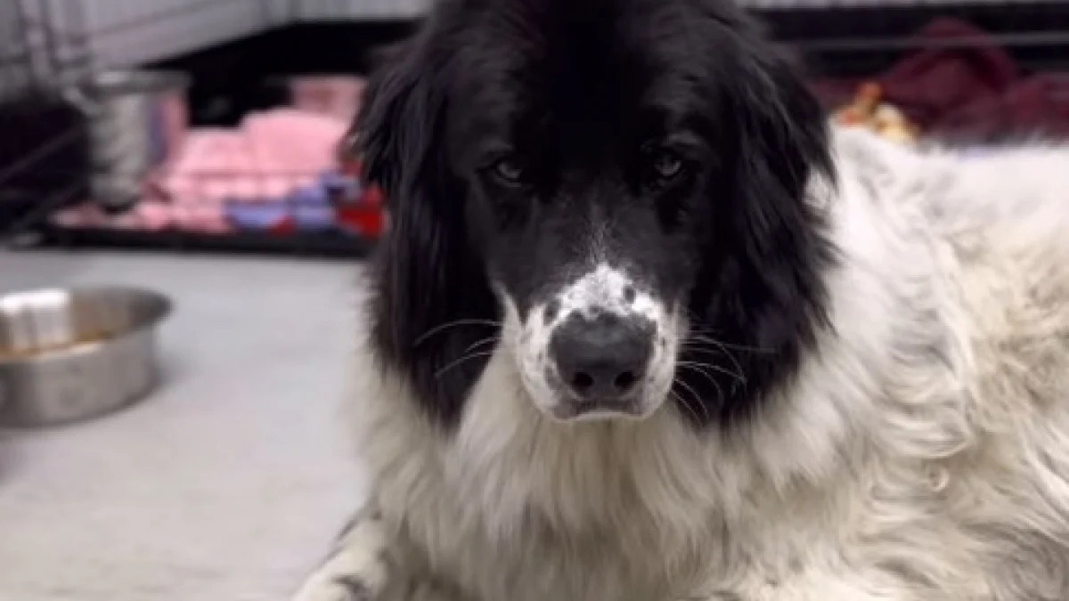 Après 760 jours d’attente, cette chienne de refuge trouve enfin un foyer