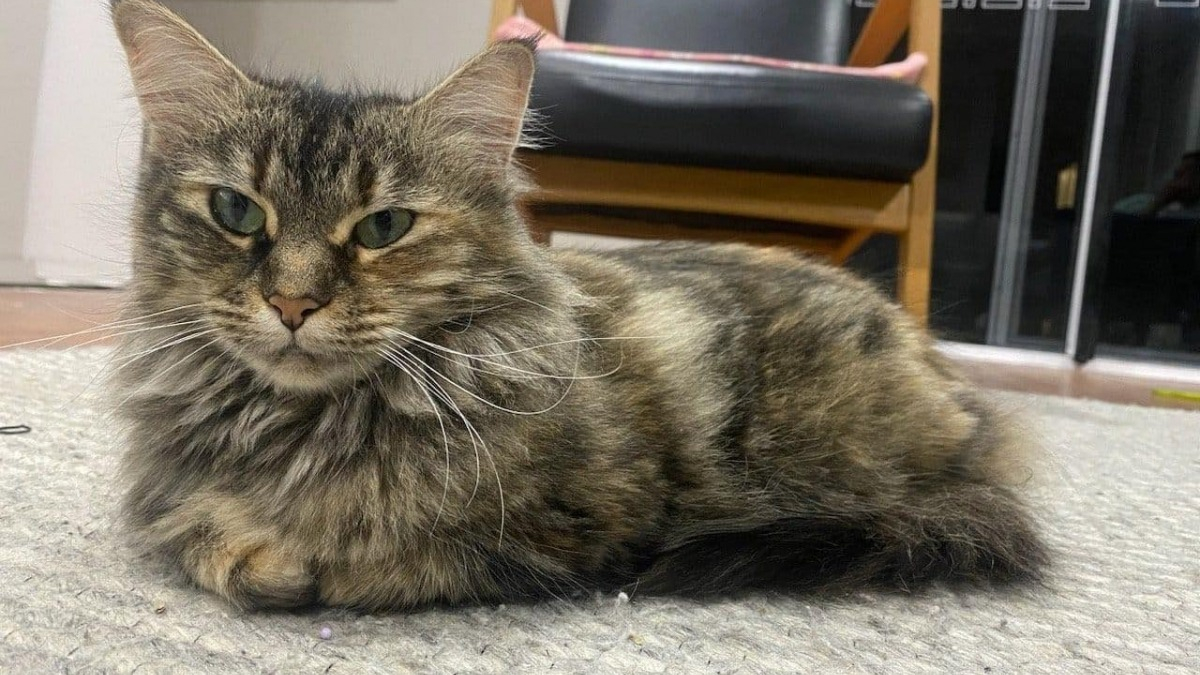 Lémouvante Transformation Dune Jeune Chatte Errante Qui Renoue Avec 6067