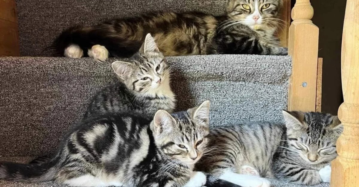 Un couple pensait adopter 2 chats mais tombent amoureux de toute la famille