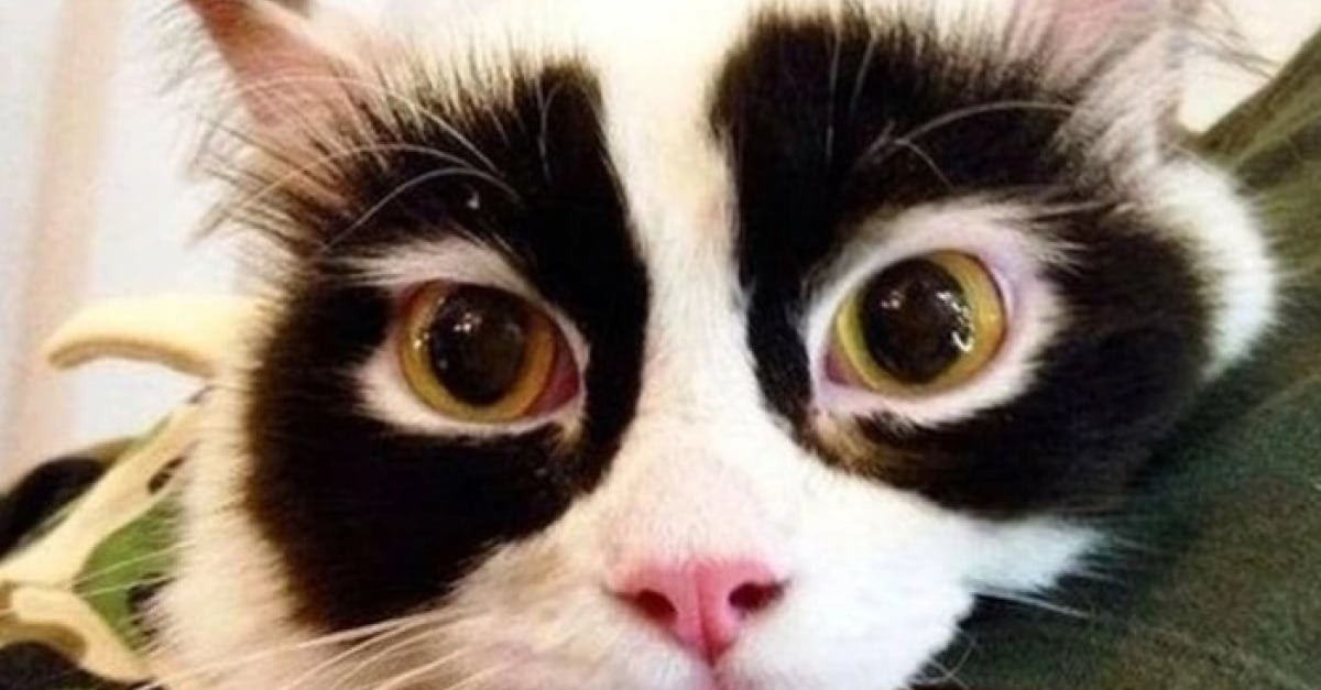 10 chats avec des motifs amusants dans leur pelage
