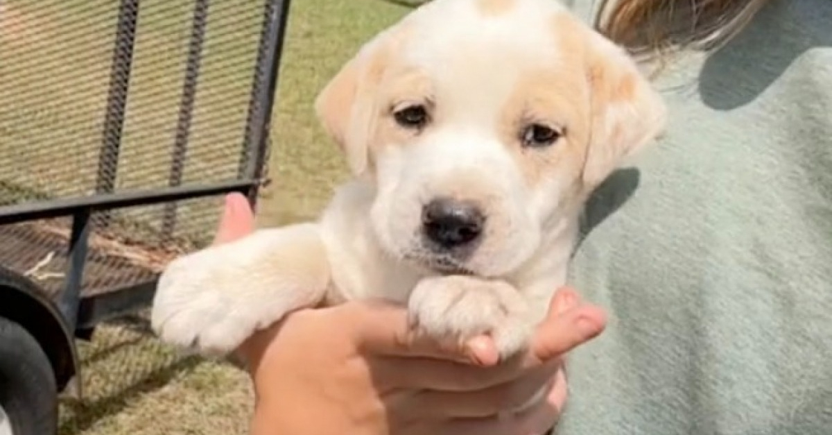 Seul au milieu de nulle part, un chiot en détresse attendrit une cavalière et trouve enfin de l ...