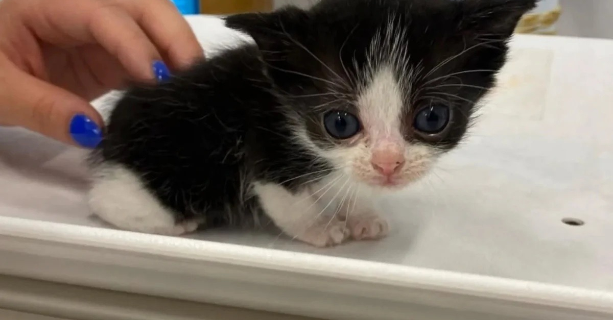 Ce minuscule chaton de 6 semaines est sauvé par des bénévoles et trouve son meilleur ami