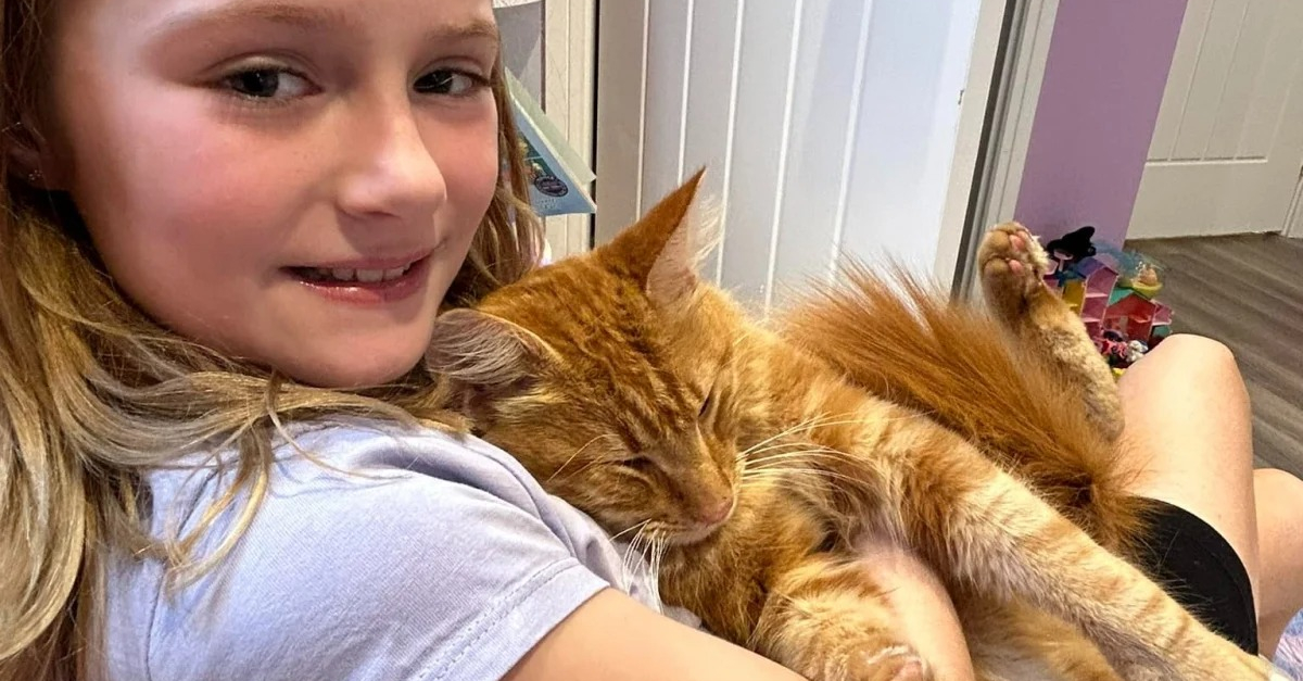 Le chat d’une fillette retrouve enfin le chemin de son foyer après ...