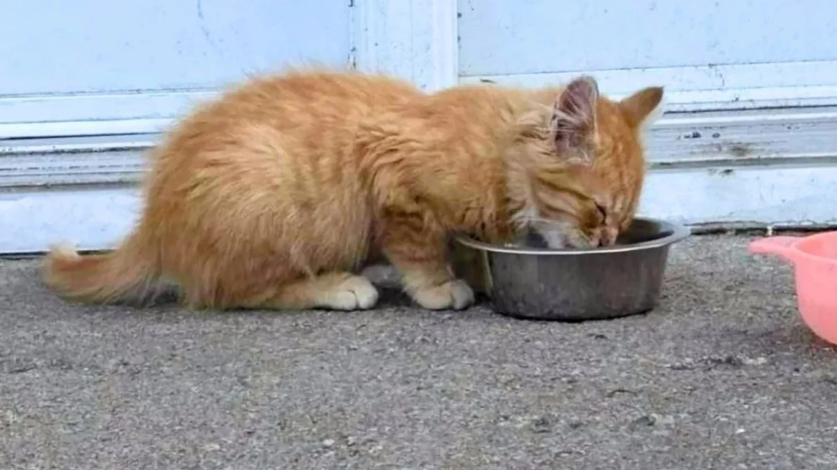 Un chaton affamé s’approche d’une maison en quête d’amour et trouve le ...