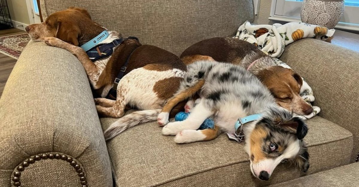 10 chiens qui adorent le confort de leur maison